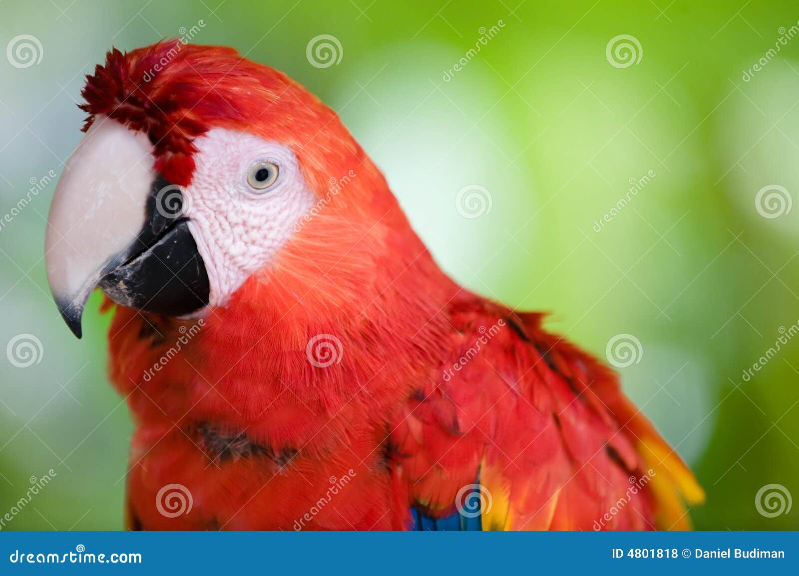 Beautiful Scarlet Macaw Close Up Stock Photo - Image of colorful ...