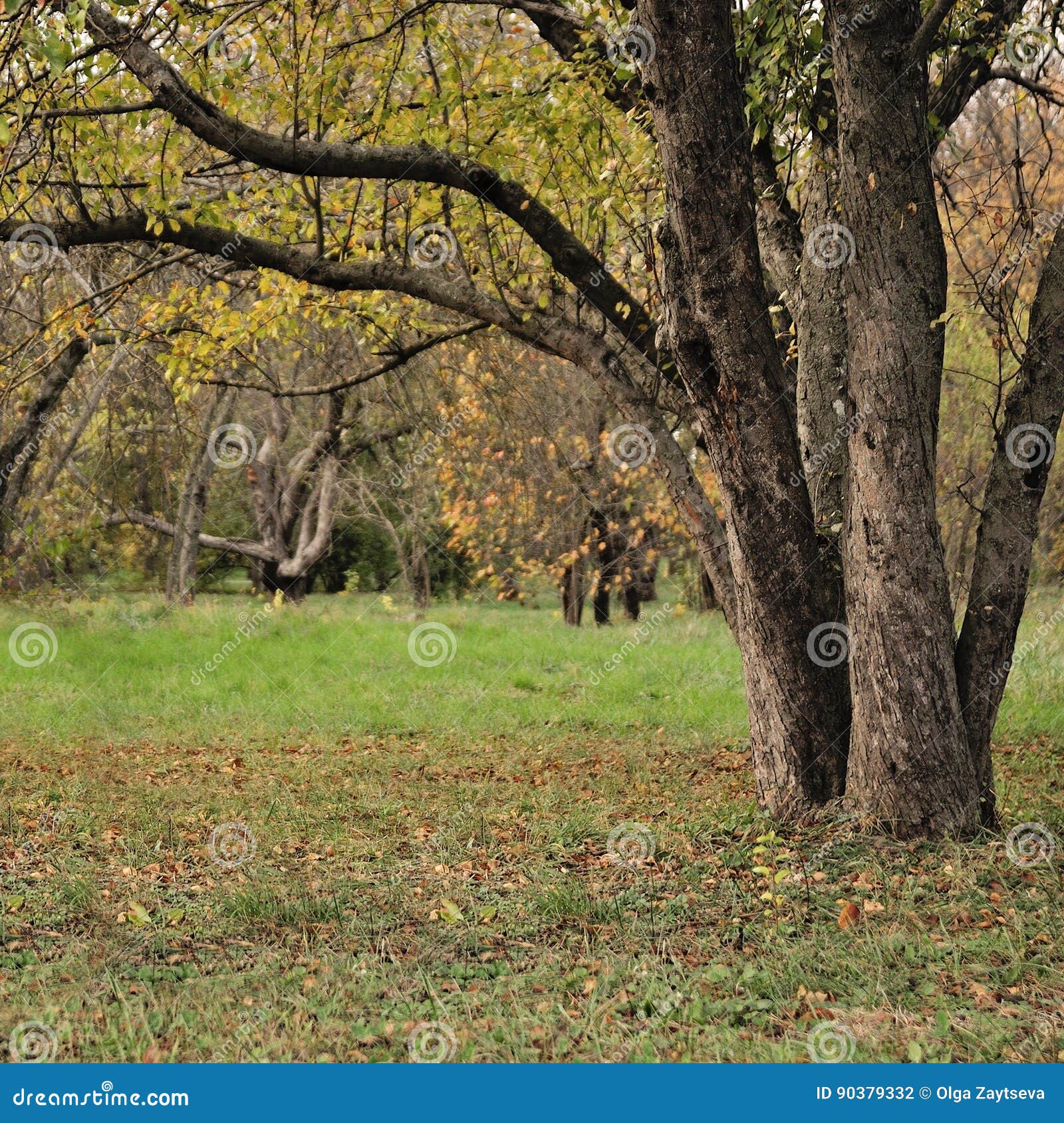 Beautiful scence of tree stock photo. Image of card, park - 90379332