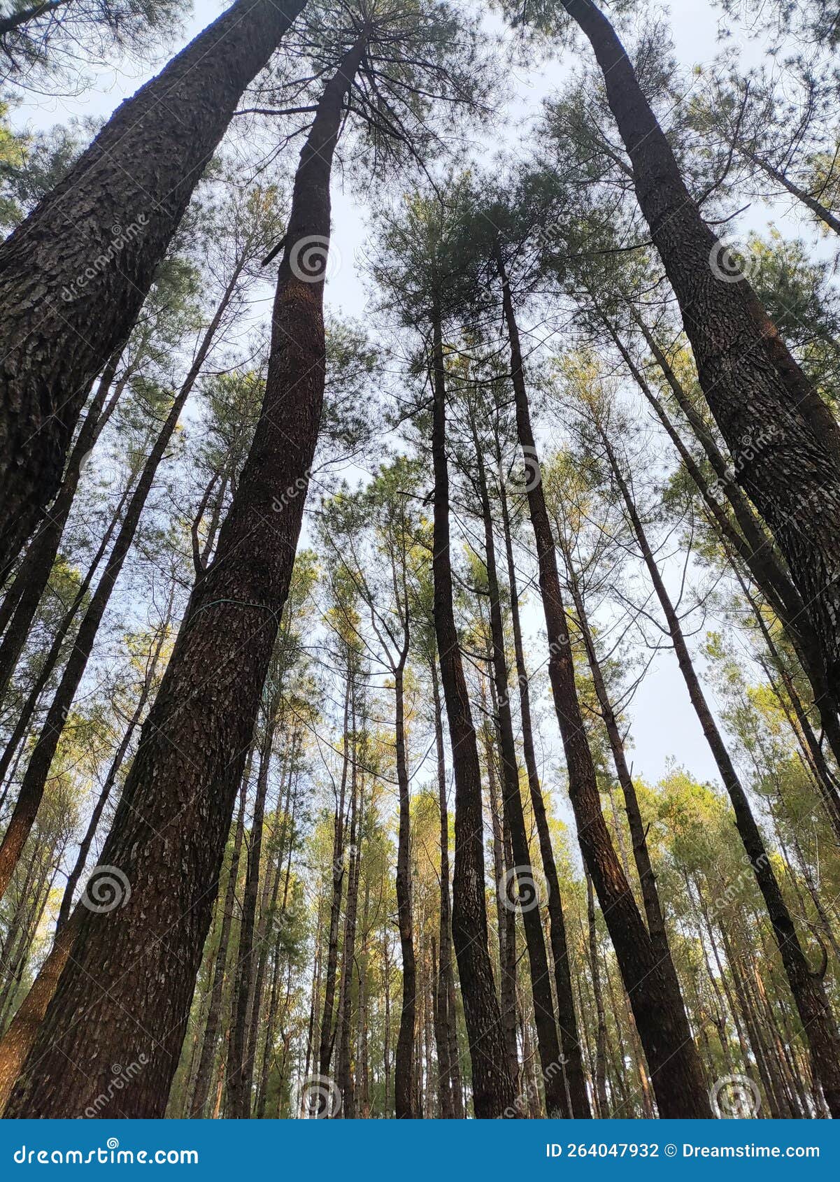 Beautiful Scene of Pine Trees at Mountain Stock Photo - Image of ...