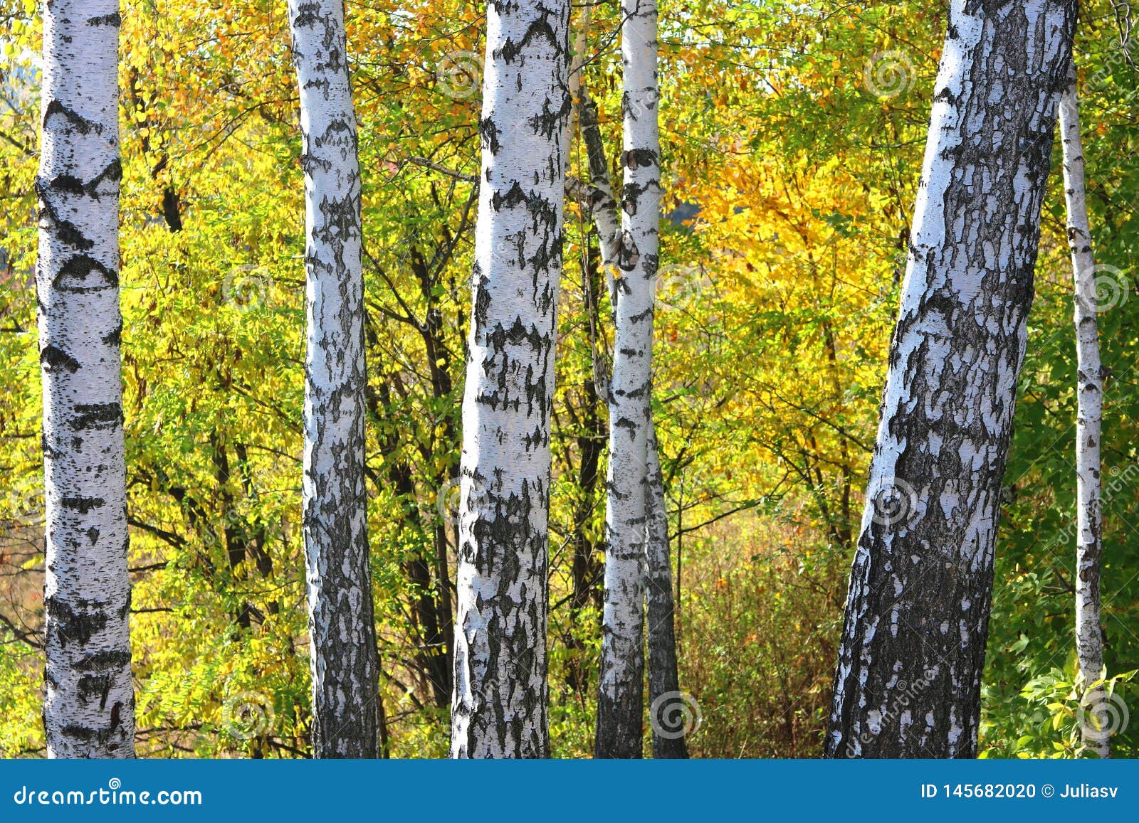 Beautiful Scene with Birches in in October Stock Photo - Image of ...