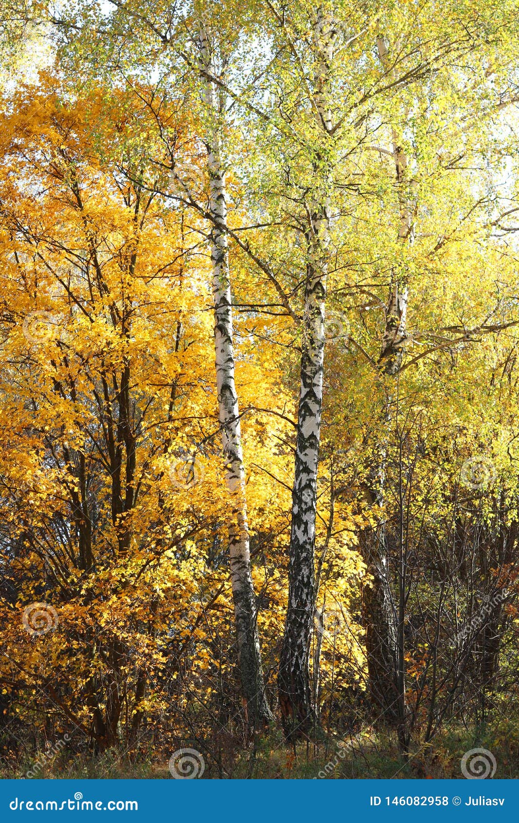 Beautiful Scene with Birches in October Stock Photo - Image of growth ...