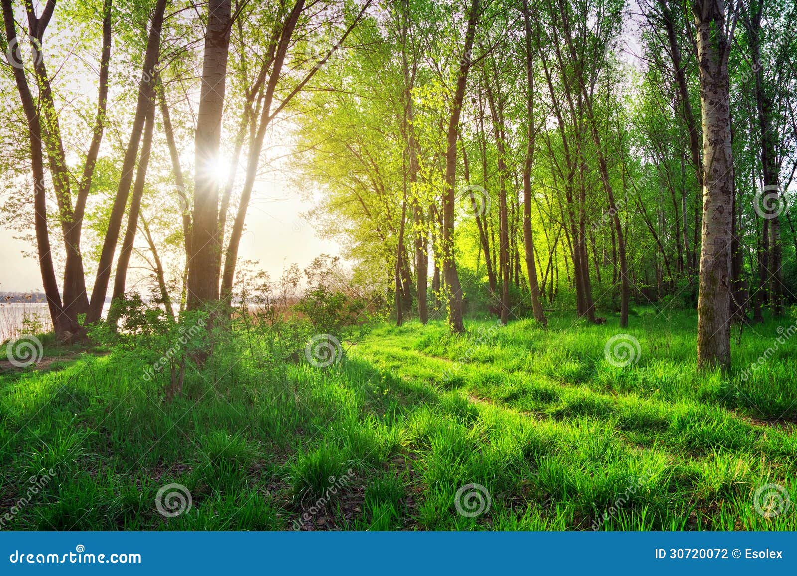 Beautiful Scene in the Forest Stock Photo - Image of morning, footpath ...