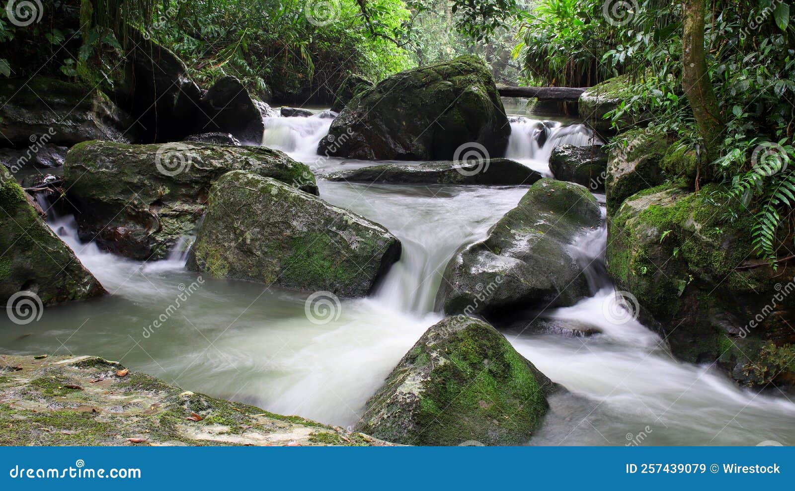 Beautiful Scene of the Forest Stream Flowing through the Rocks, Long ...