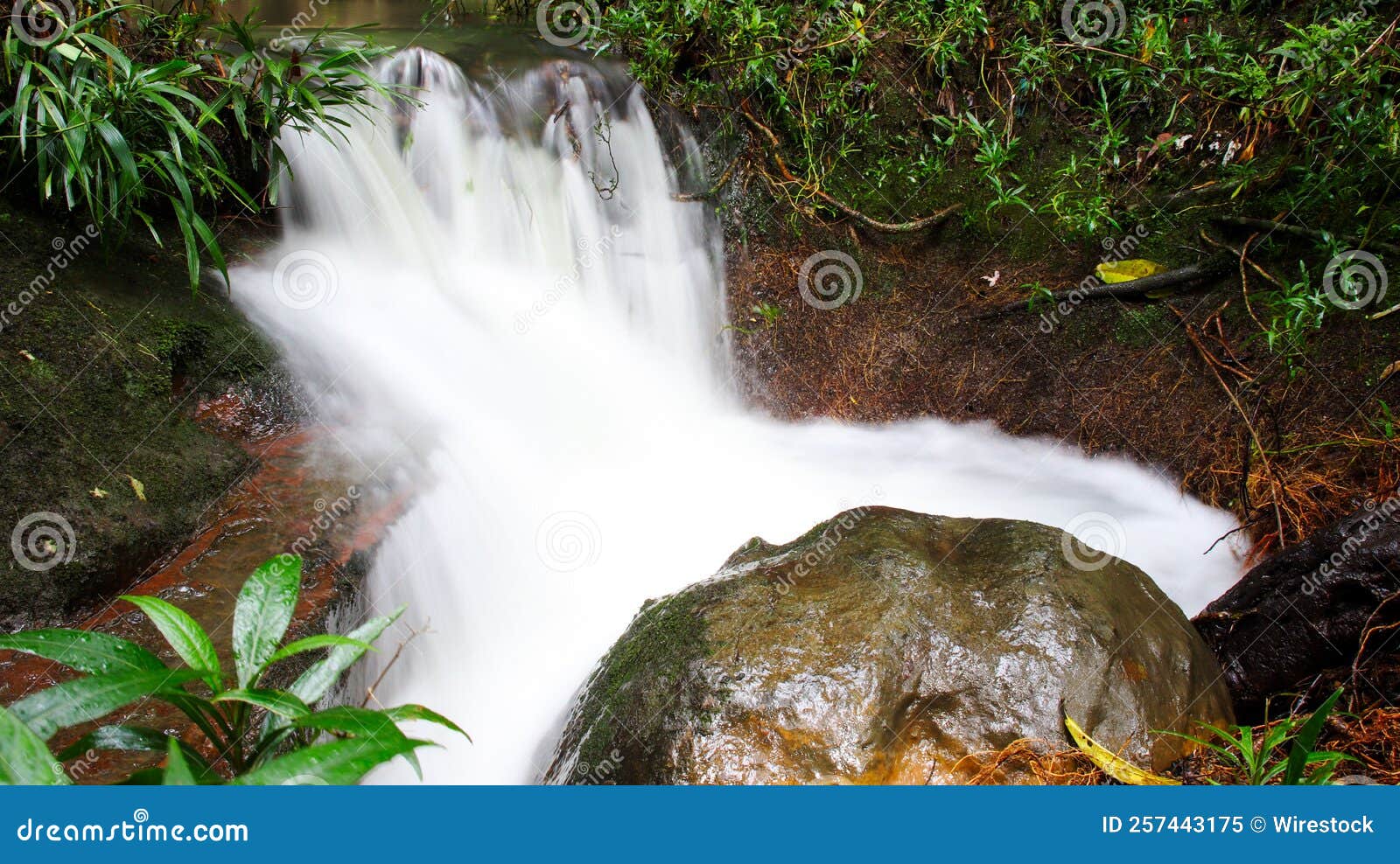 Beautiful Scene of the Forest Stream Flowing through the Rocks, Long ...