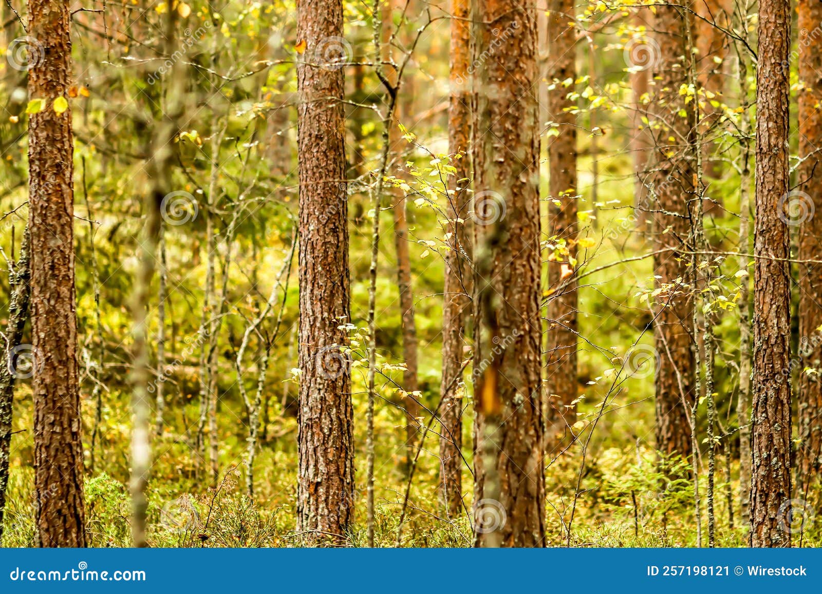Beautiful Scene of a Green Forest Full of Trees Stock Image - Image of ...