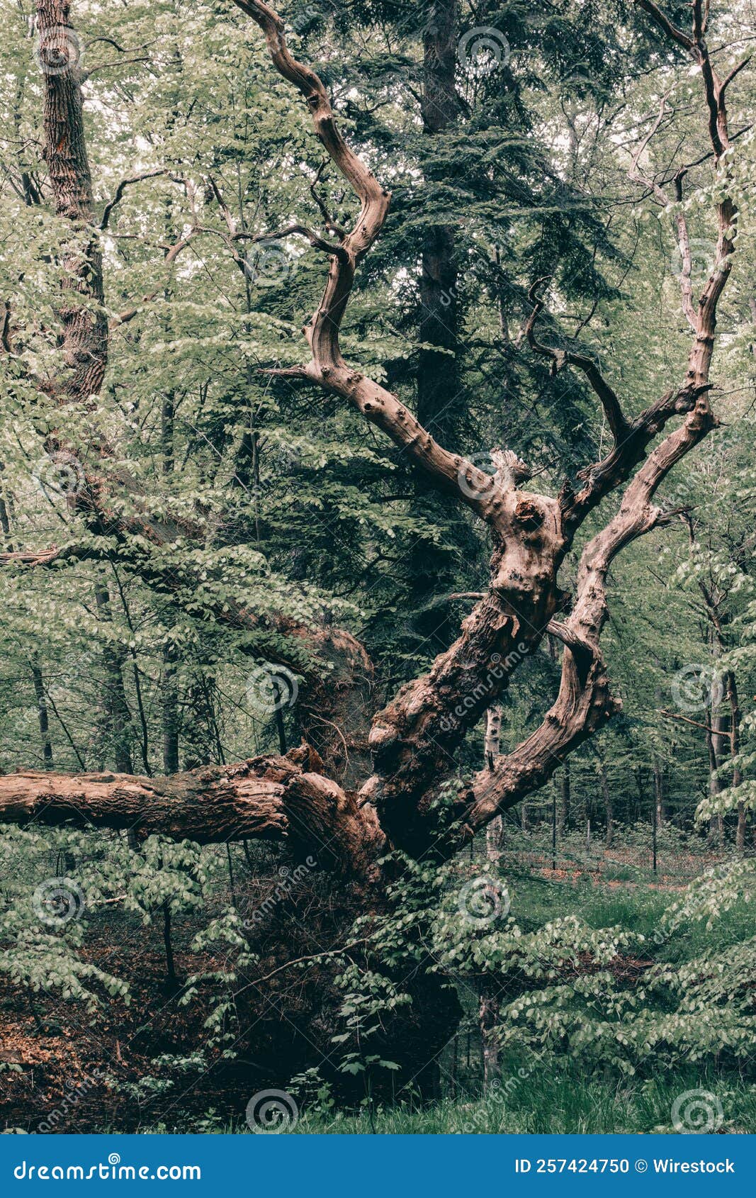 Beautiful Scene of Green Lush Forest, Vertical Stock Photo - Image of ...