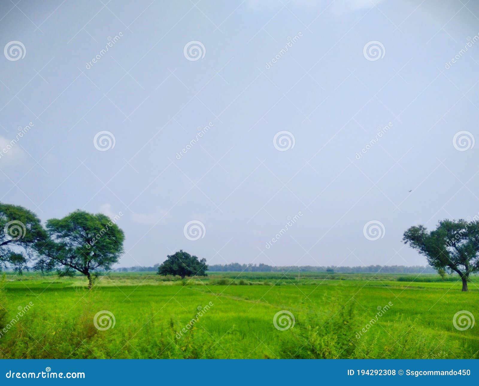 Beautiful Scene of Greenery Stock Photo - Image of scene, natural ...