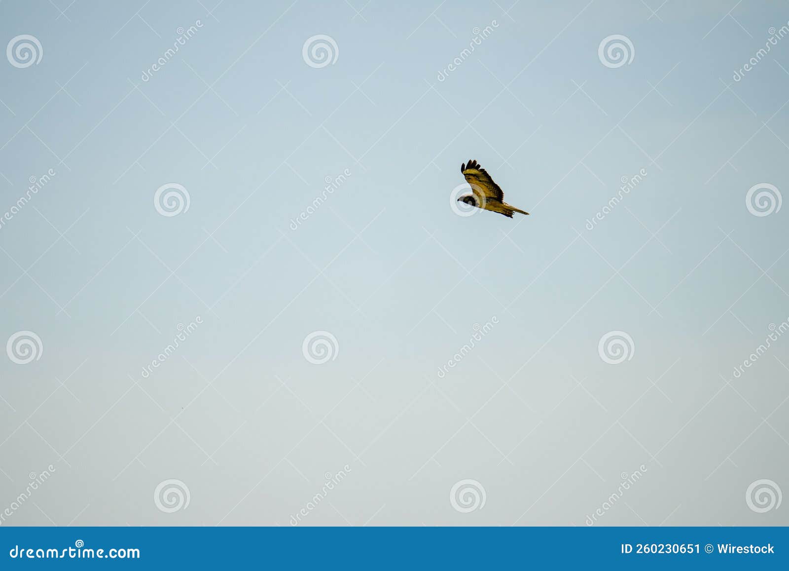 Beautiful Scene of the Hawk Flying in the Blue Sky Stock Image - Image ...