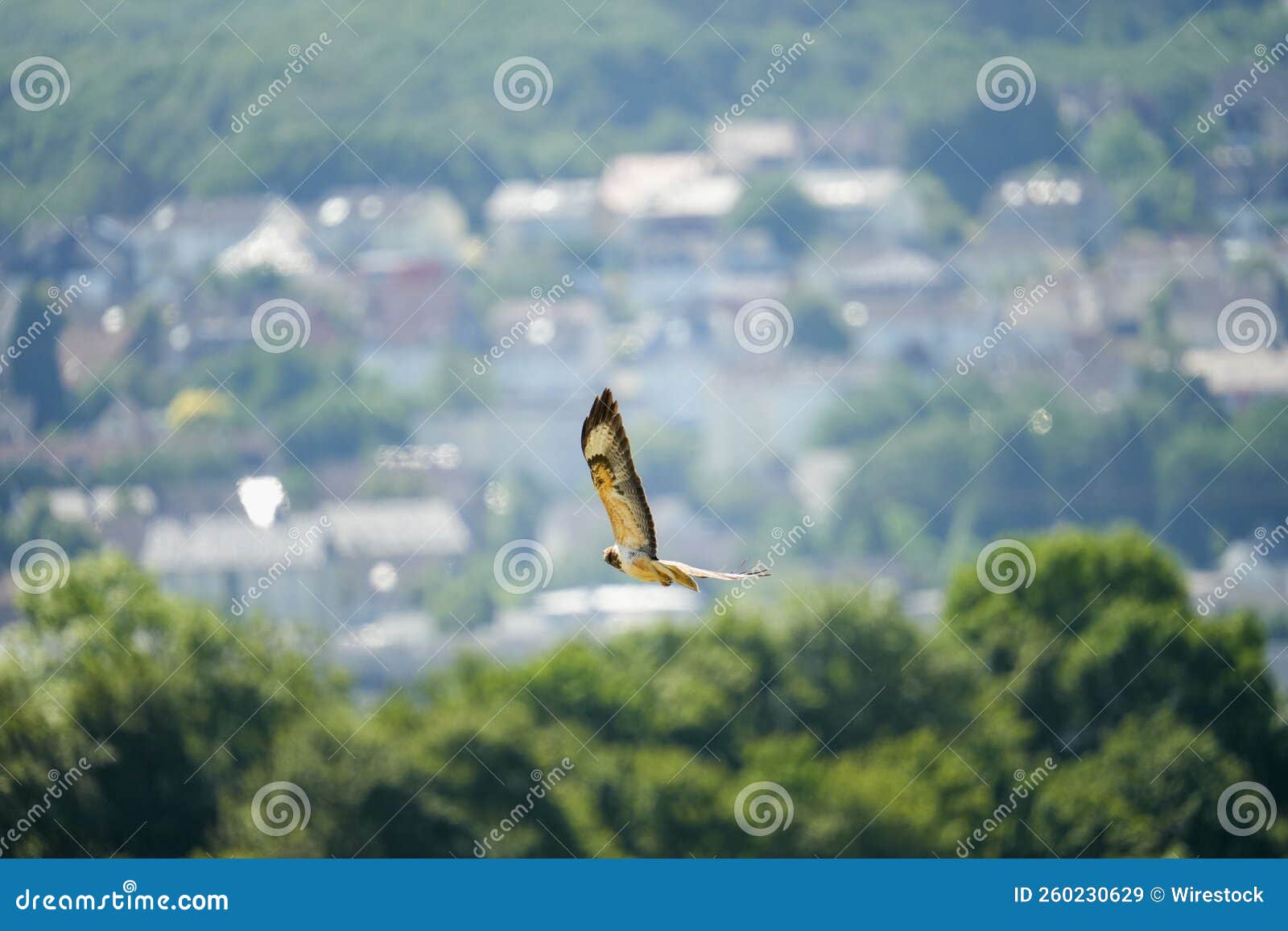 Beautiful Scene of the Hawk Flying Over the Forest Stock Image - Image of ornithology, nature ...