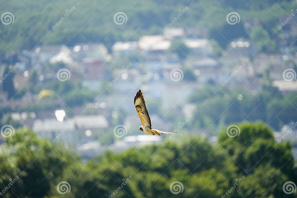 Beautiful Scene of the Hawk Flying Over the Forest Stock Image - Image ...