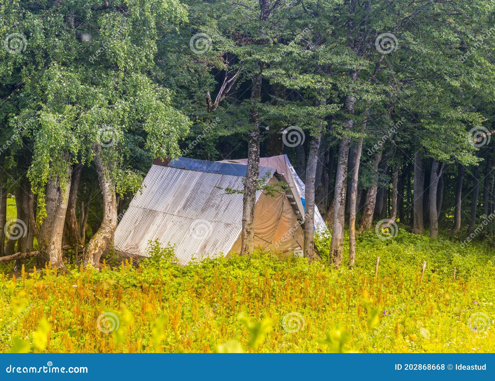 Beautiful Scene with Hut in the Summer Forest. Stock Photo - Image of ...