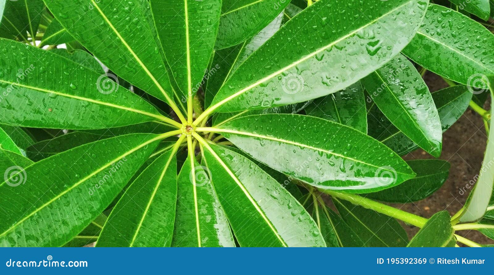 Types Rashes Stock Photos - Free & Royalty-Free Stock Photos from ...