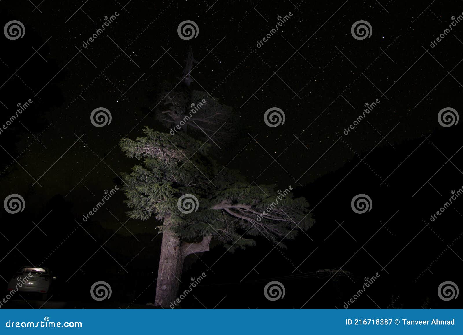 Beautiful Scene of Natural Tree in the Dark Night Stock Image - Image ...