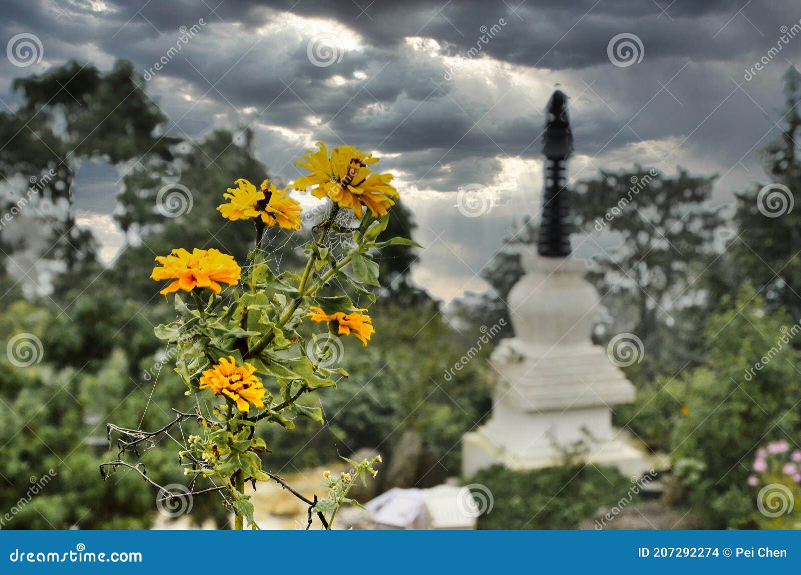 The Beautiful Scene of Nepal Stock Photo - Image of yellow, leaf: 207292274