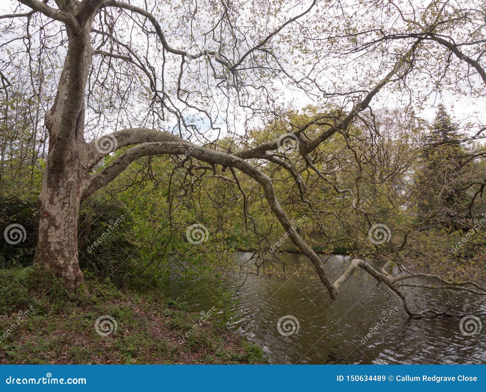 Beautiful Scene Outside in Nature with Trees and Sky Stock Image ...