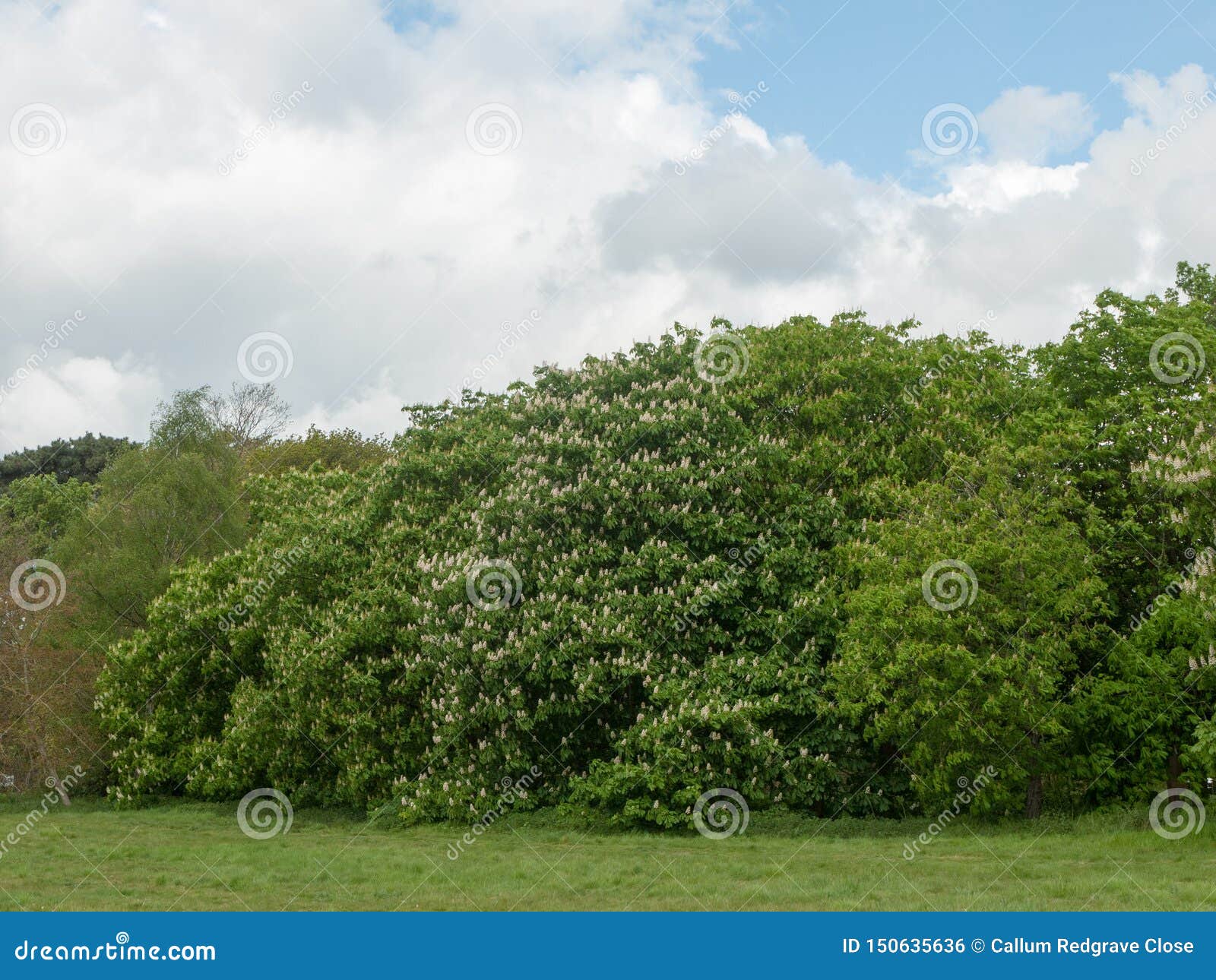 Beautiful Scene Outside in Nature with Trees and Sky Stock Photo ...