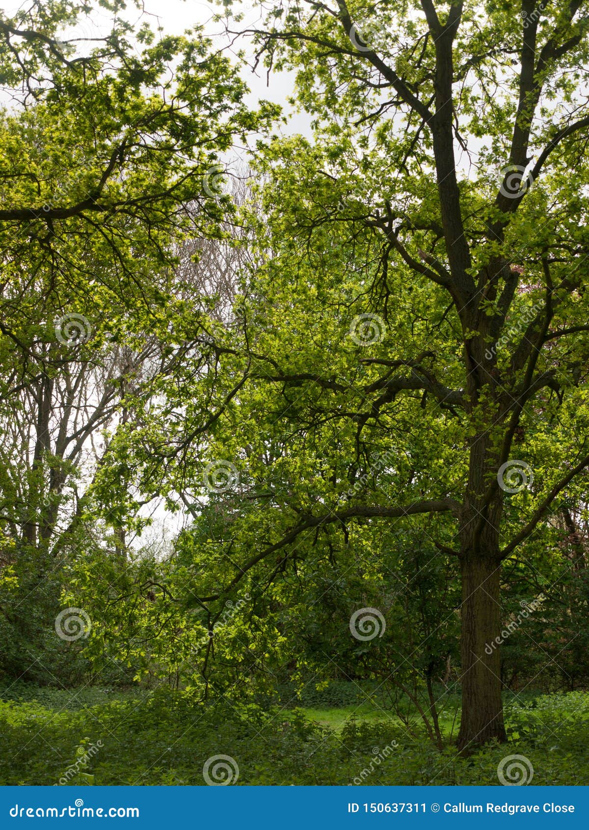 Beautiful Scene Outside in Nature with Trees and Sky Stock Image ...