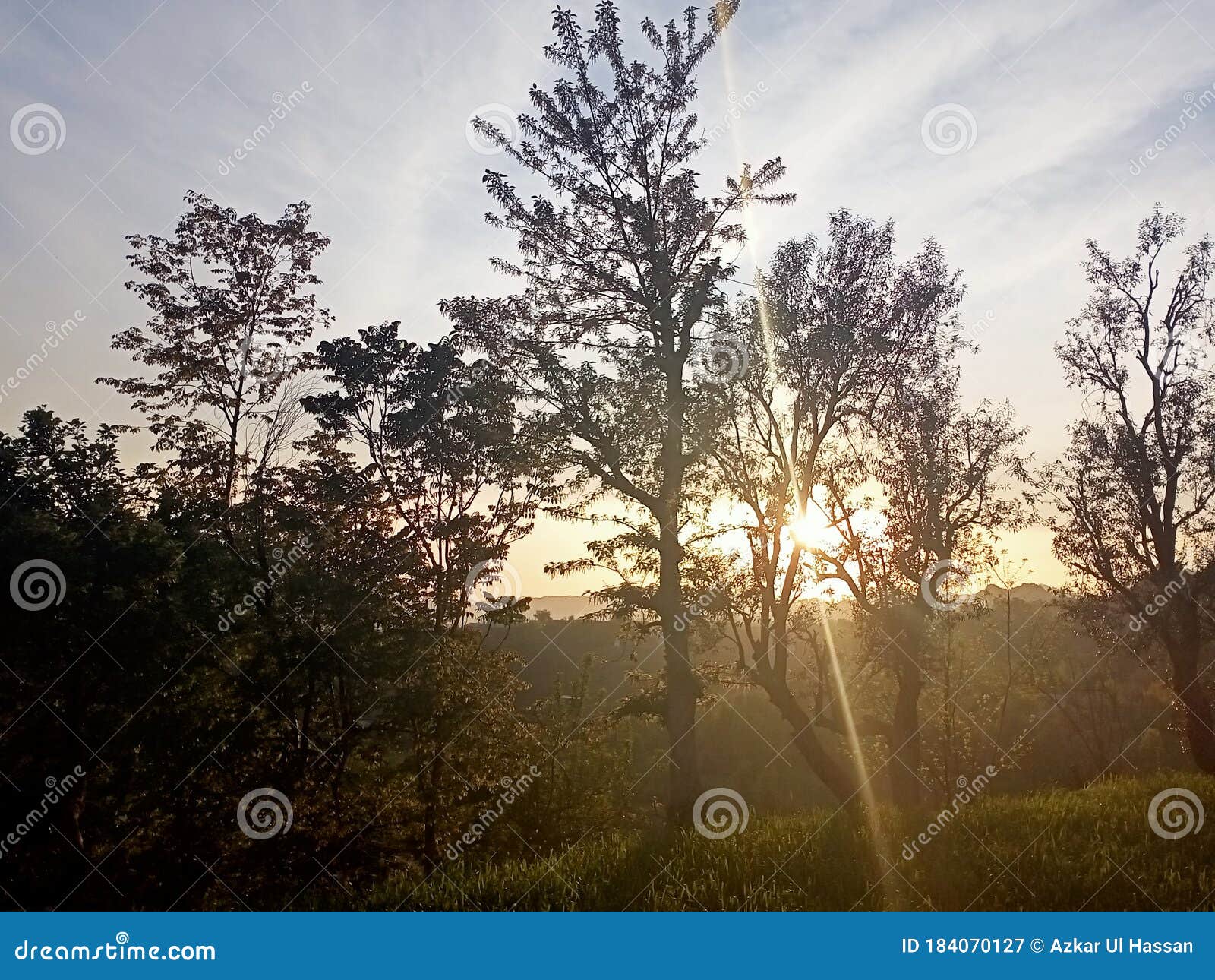 Beautiful Scene of Trees and Nature in Evining Stock Image - Image of ...