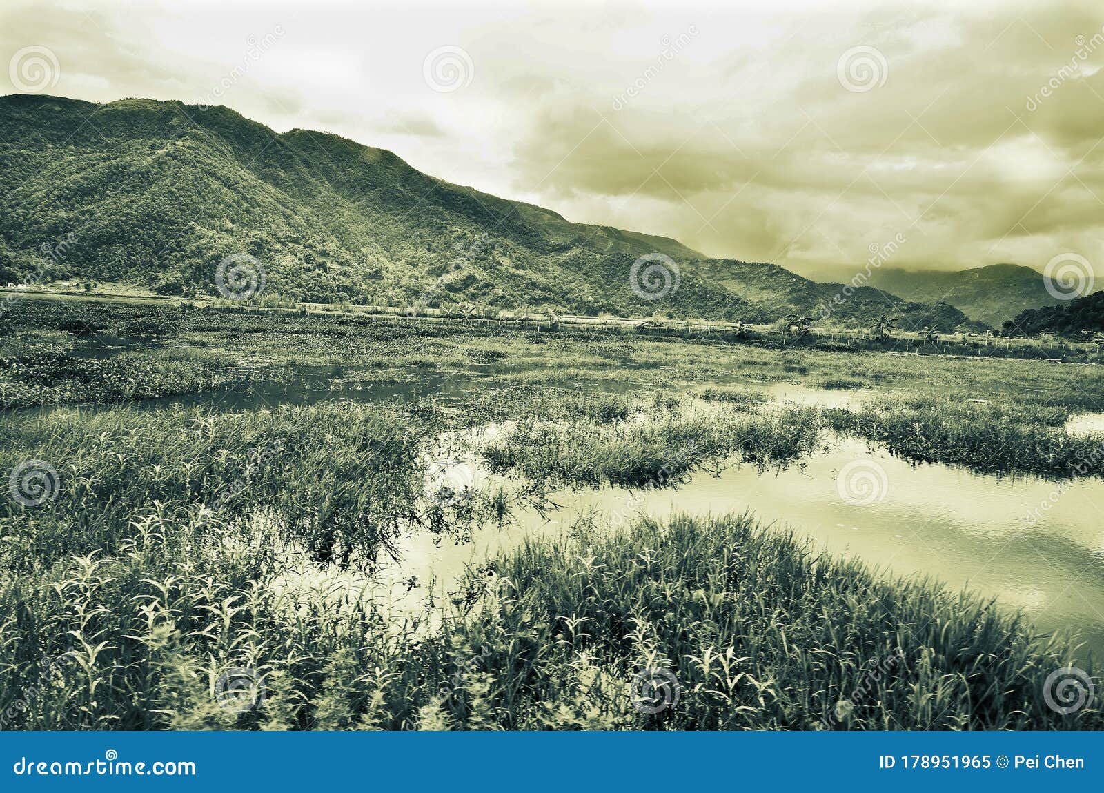 The Beautiful Scene in the Wild Stock Image - Image of style, graceful ...