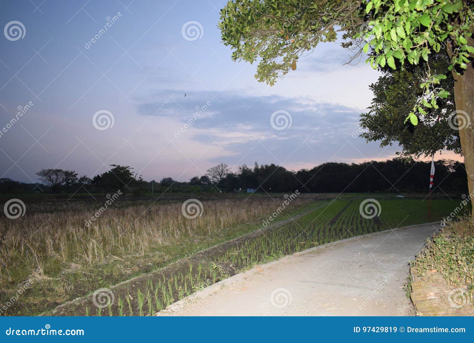 Beautiful Scenery in the Afternoon Stock Image - Image of rice, fields ...