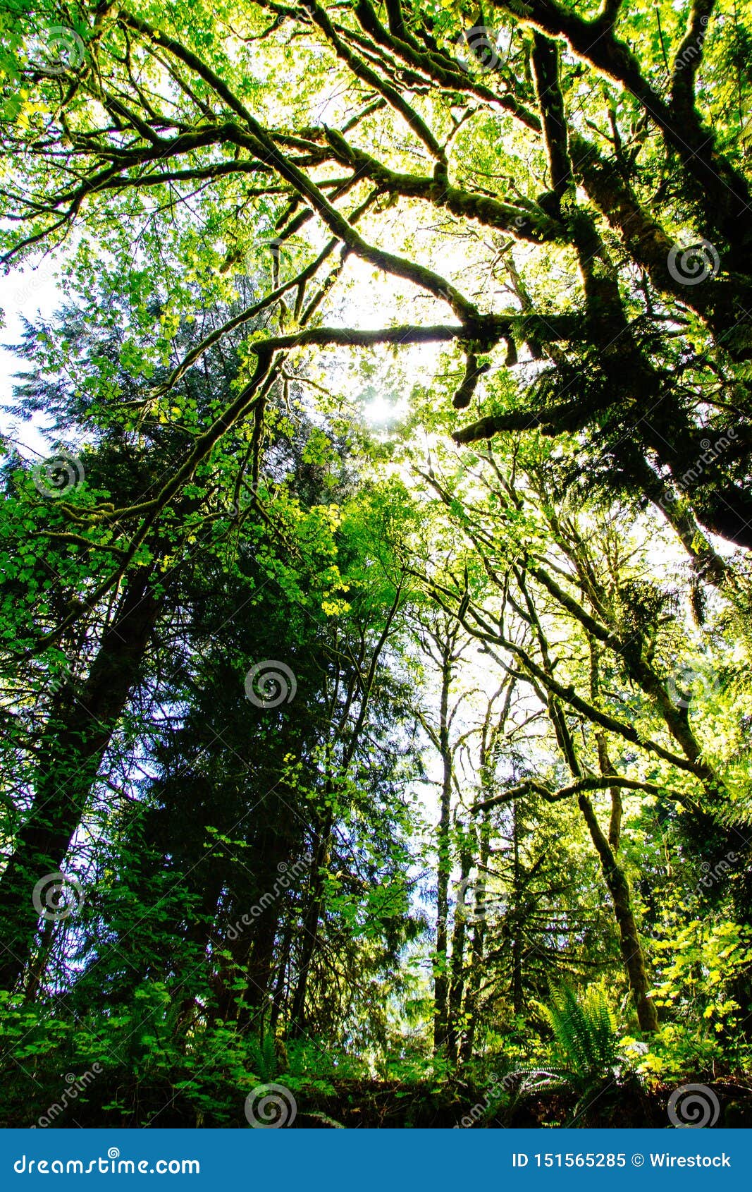 Beautiful Scenery of an Amazing Wild Forest with Breathtaking Greenery ...