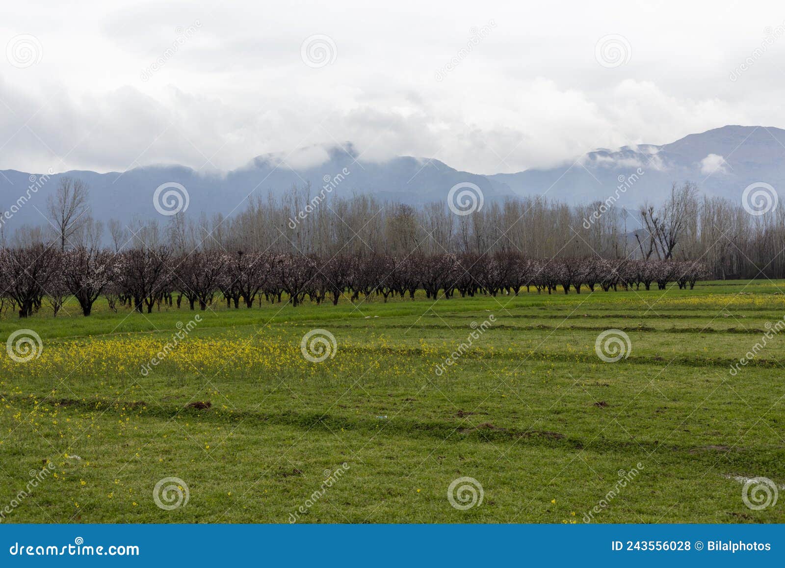 Beautiful Scenery Apricot Fruit Farm Stock Photo - Image of natural ...
