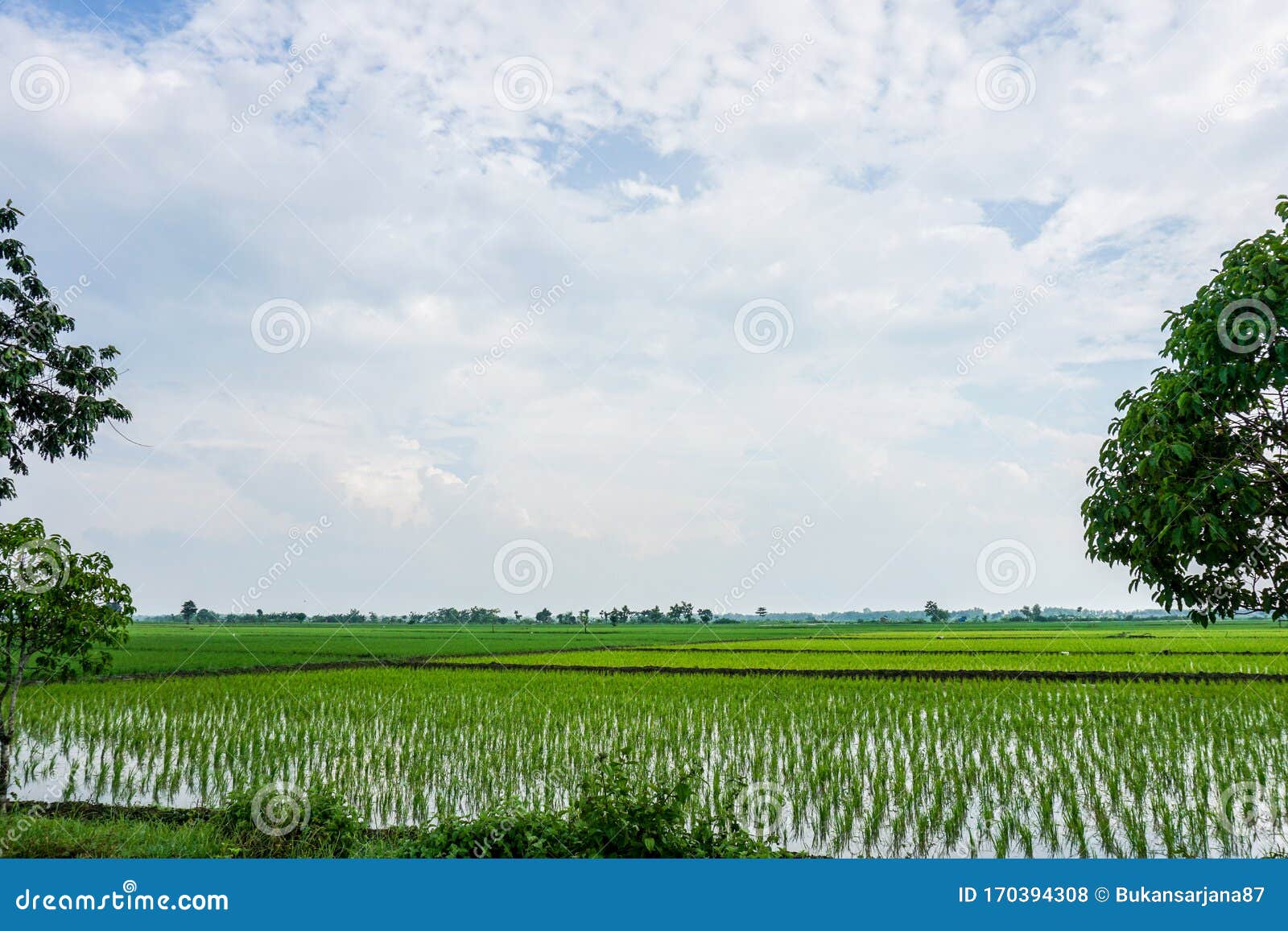 Beautiful Scenery Around the Rice Fields Stock Photo - Image of ...