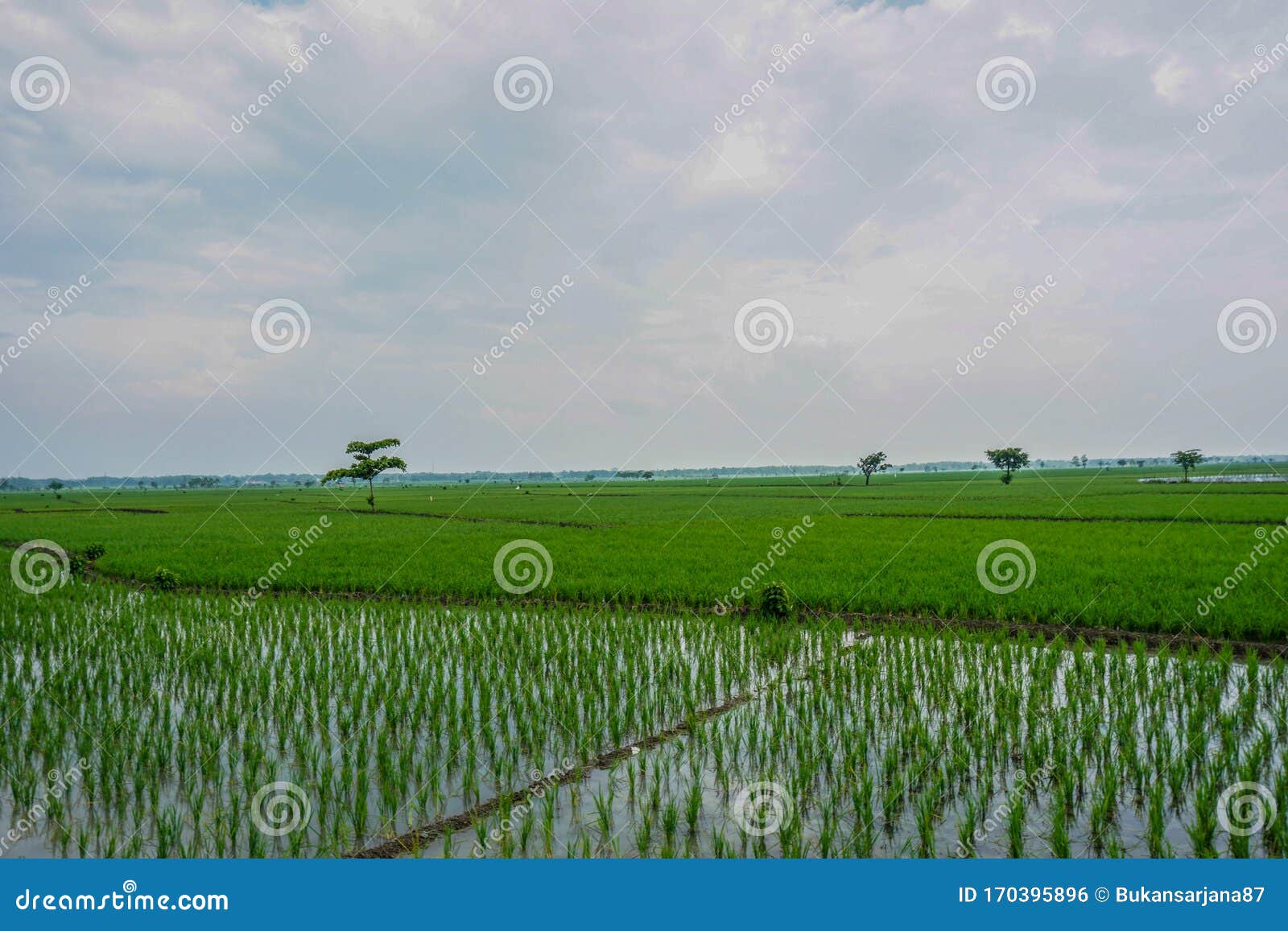Beautiful Scenery Around the Rice Fields Stock Photo - Image of ...