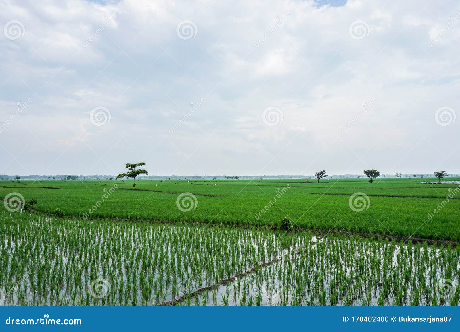 Beautiful Scenery Around the Rice Fields Stock Photo - Image of scenery ...