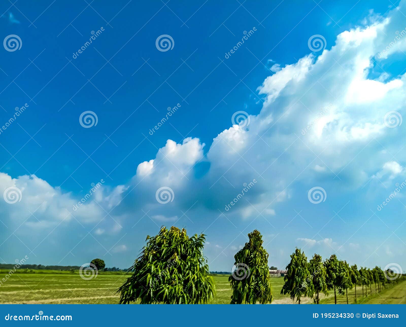 Beautiful Scenery with Ashoka Trees during Noon Stock Photo - Image of ...
