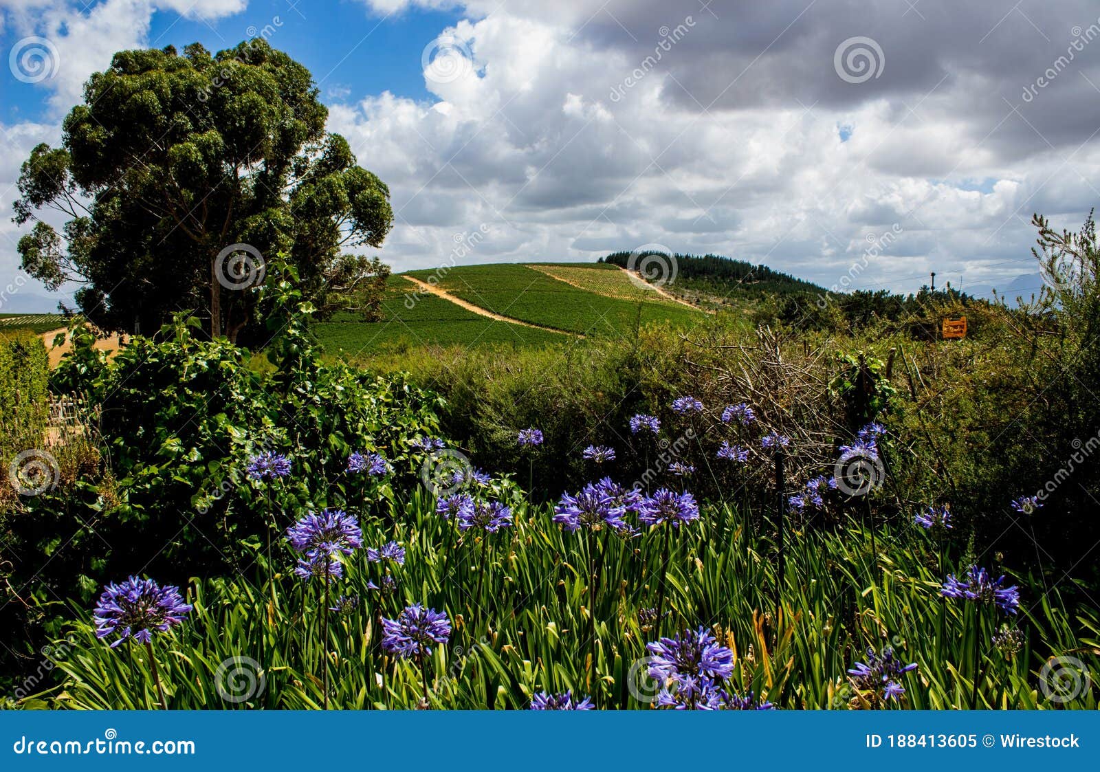 Beautiful Scenery of Aster Field on a Cloudy Day Stock Image - Image of ...