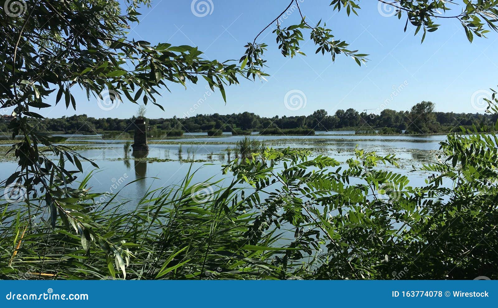 Beautiful Scenery of a Beach Dull Different Types of Plants Surrounding ...