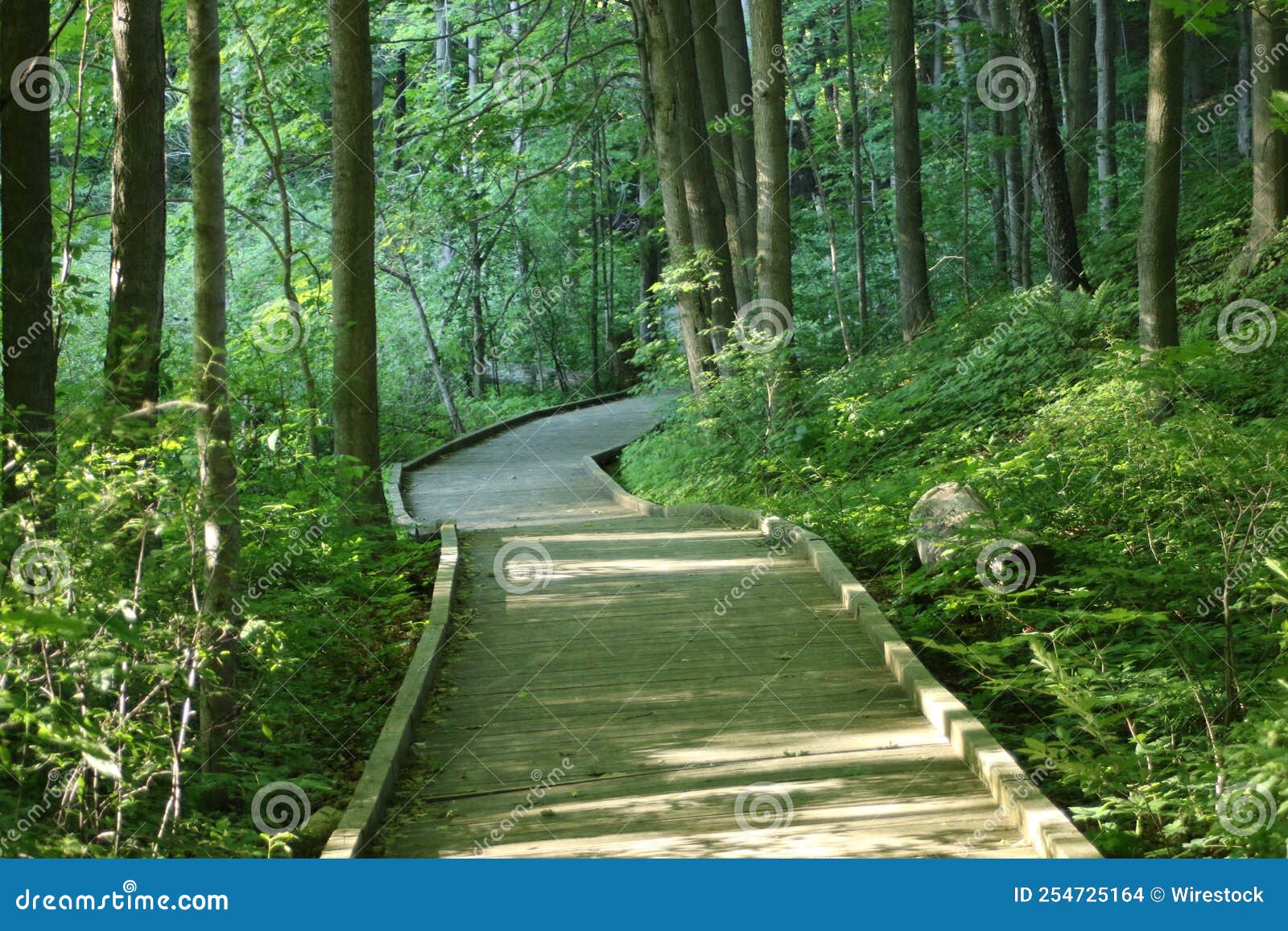 Beautiful Scenery of Boardwalk through the Woods Stock Photo - Image of ...