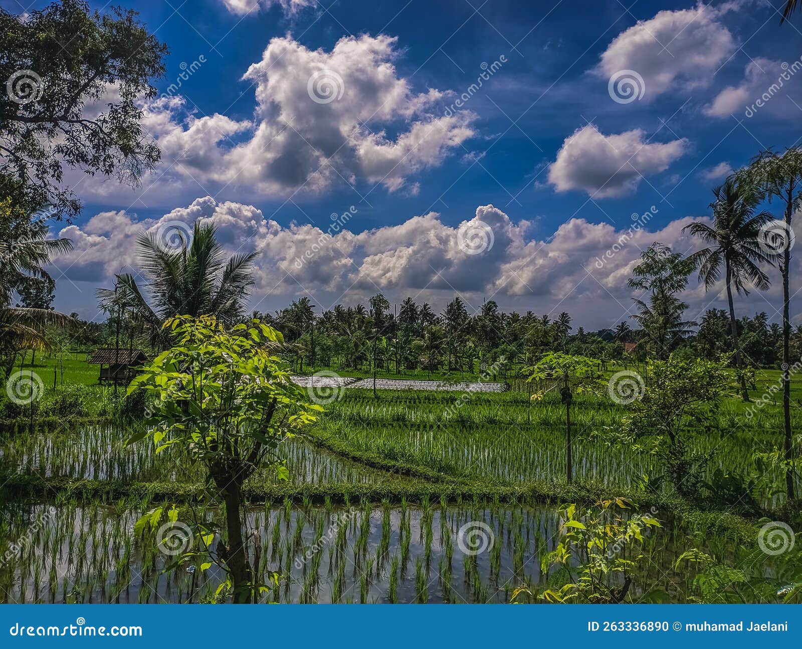 Beautiful Scenery during the Day in Lombok Rice Fields Stock Photo ...