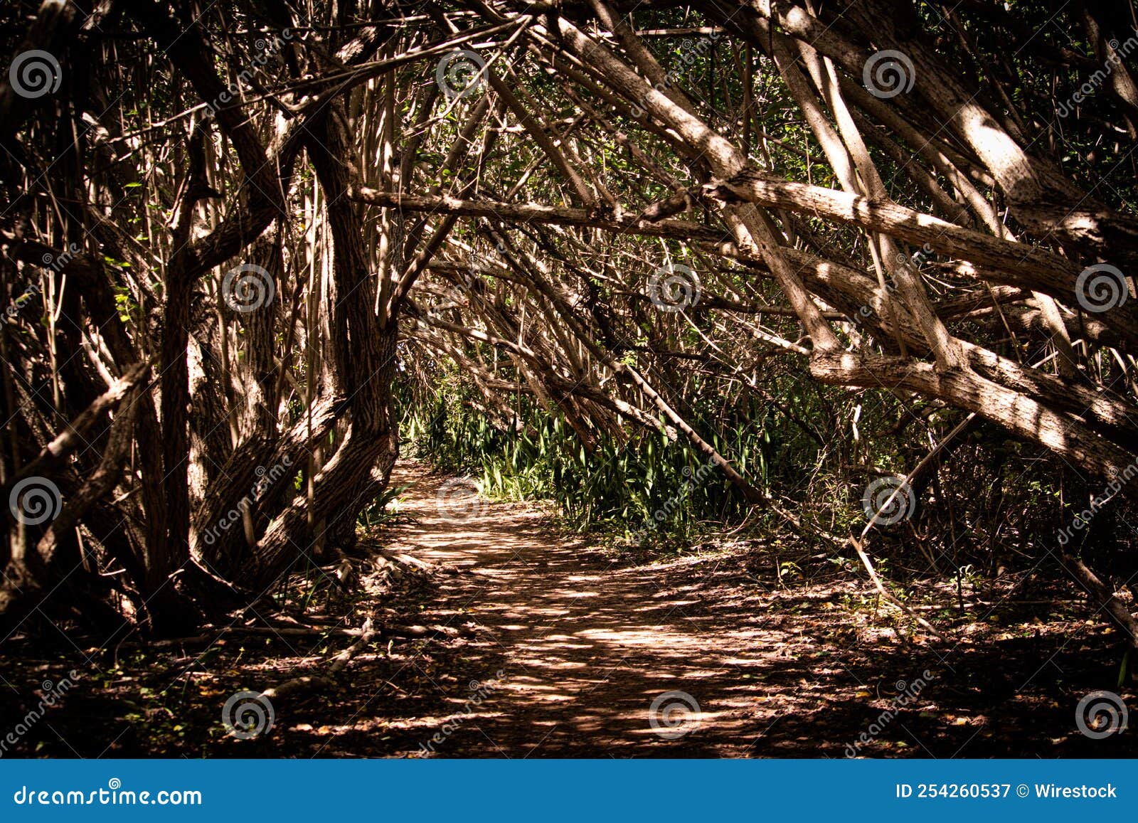 Beautiful Scenery of Dense, Tangled and Dark Forest with Shadows of ...