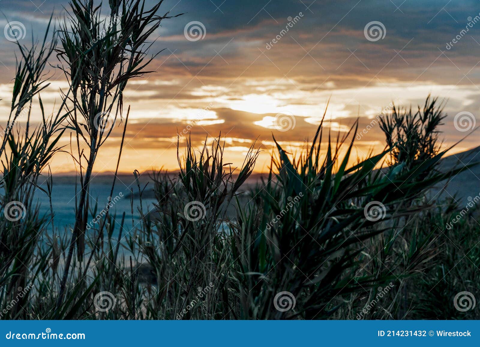 Beautiful Scenery of a Field of Grass by the Sea at Sunse Stock Photo ...