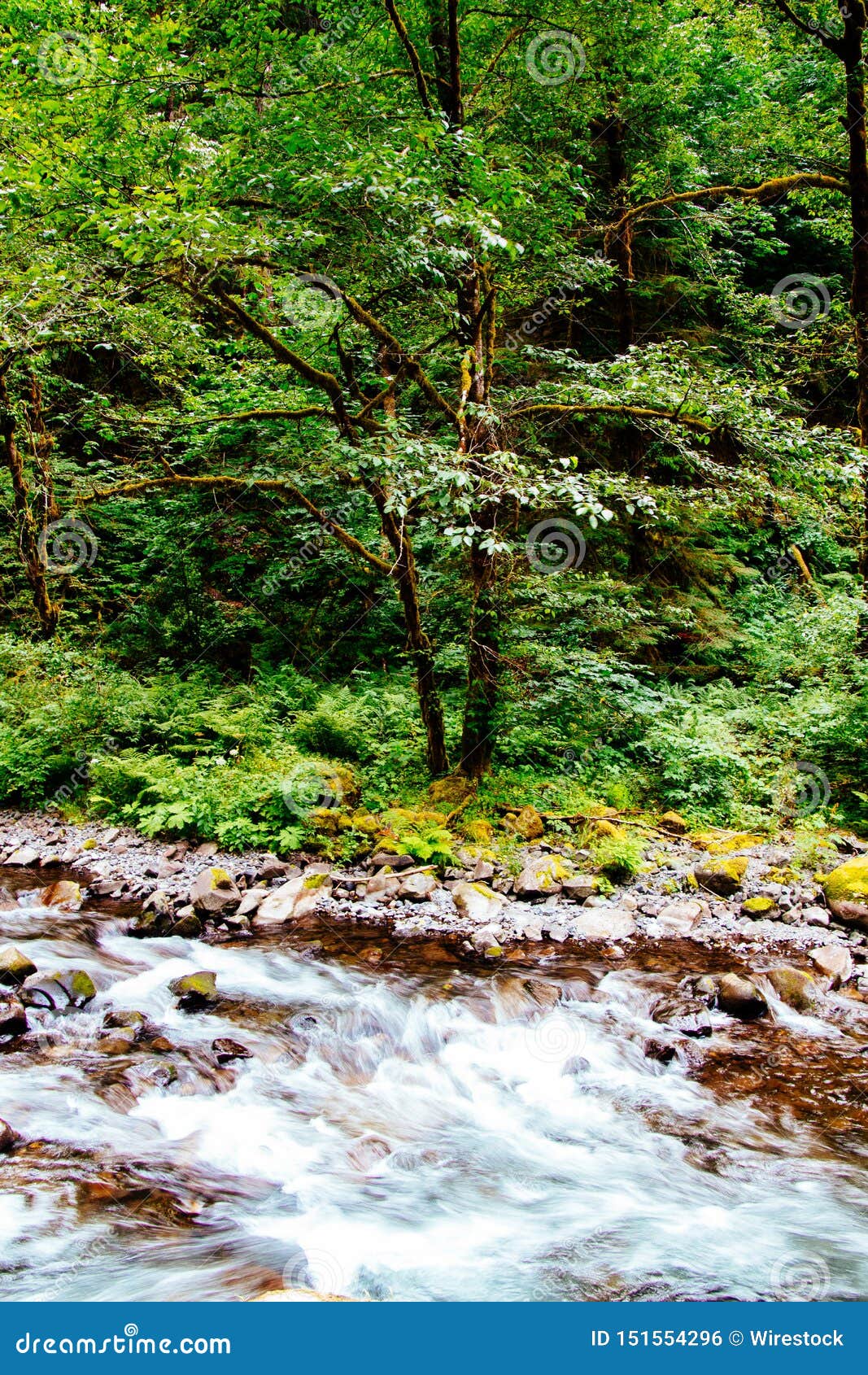 Beautiful Scenery of a Forest Stock Photo - Image of nature, green ...