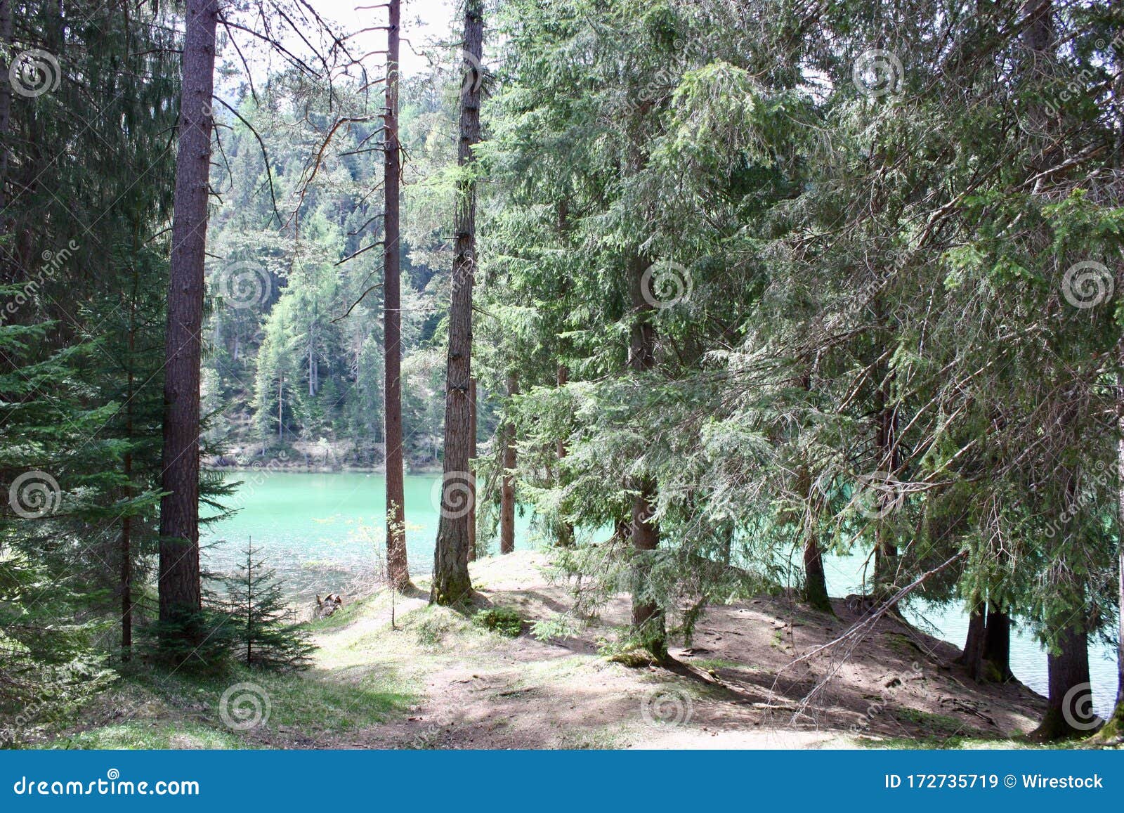Beautiful Scenery of a Forest with Fir Trees and a Lake in the ...