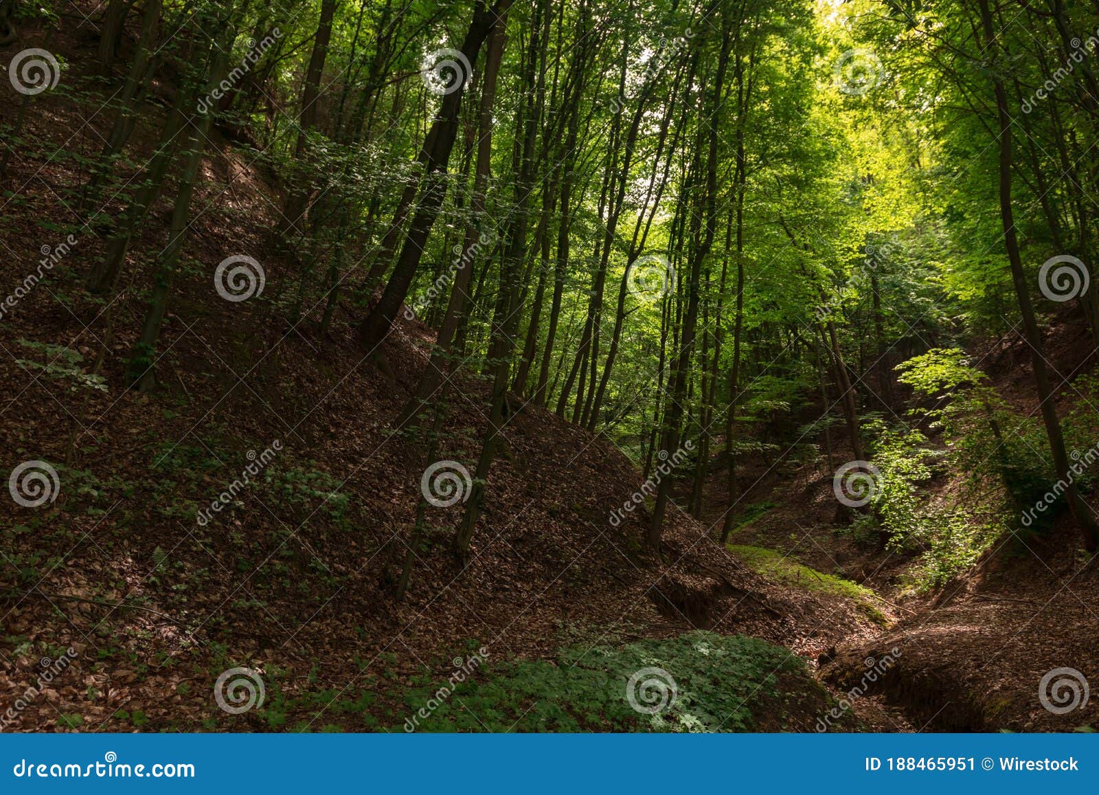 Beautiful Scenery of a Forest with Greenery and a Lot of Tall Trees ...