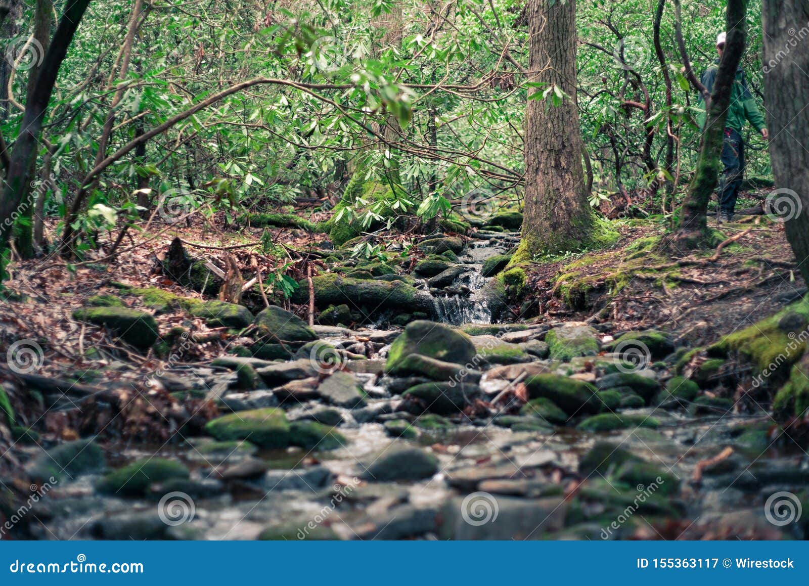 Beautiful Scenery of a Forest with a River and Moss on Rocks Stock ...