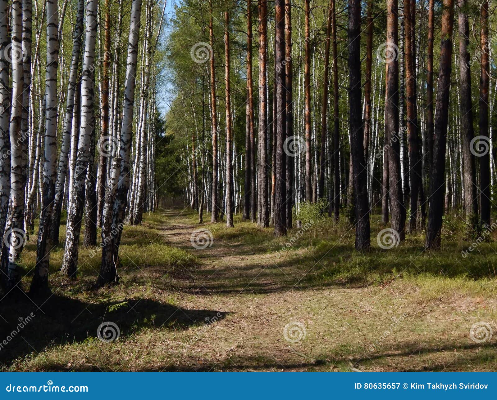 Beautiful Scenery of the Forest in the Spring Time Stock Image - Image ...
