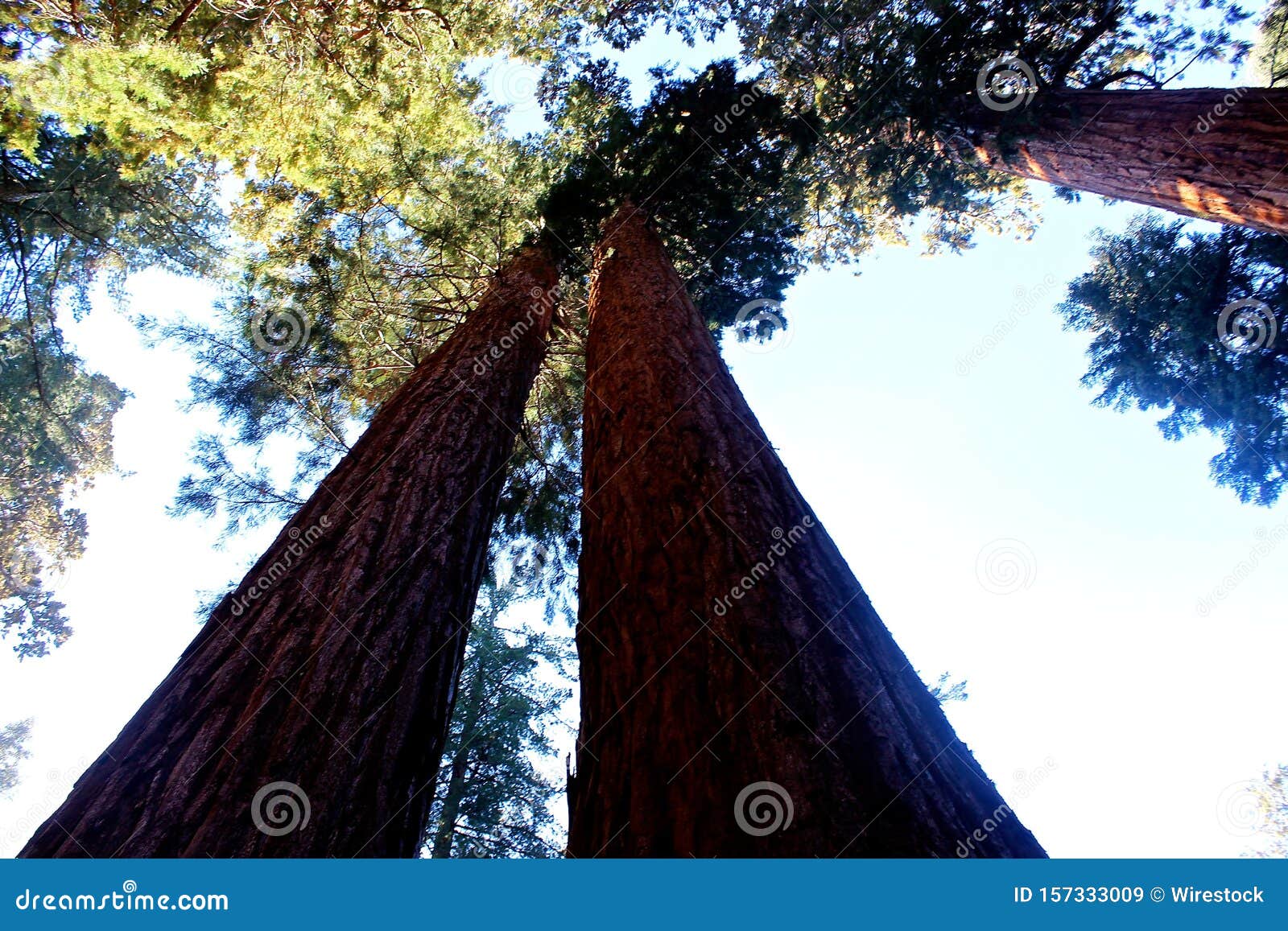 Beautiful Scenery of Forest Trees and Greenery Stock Image - Image of ...