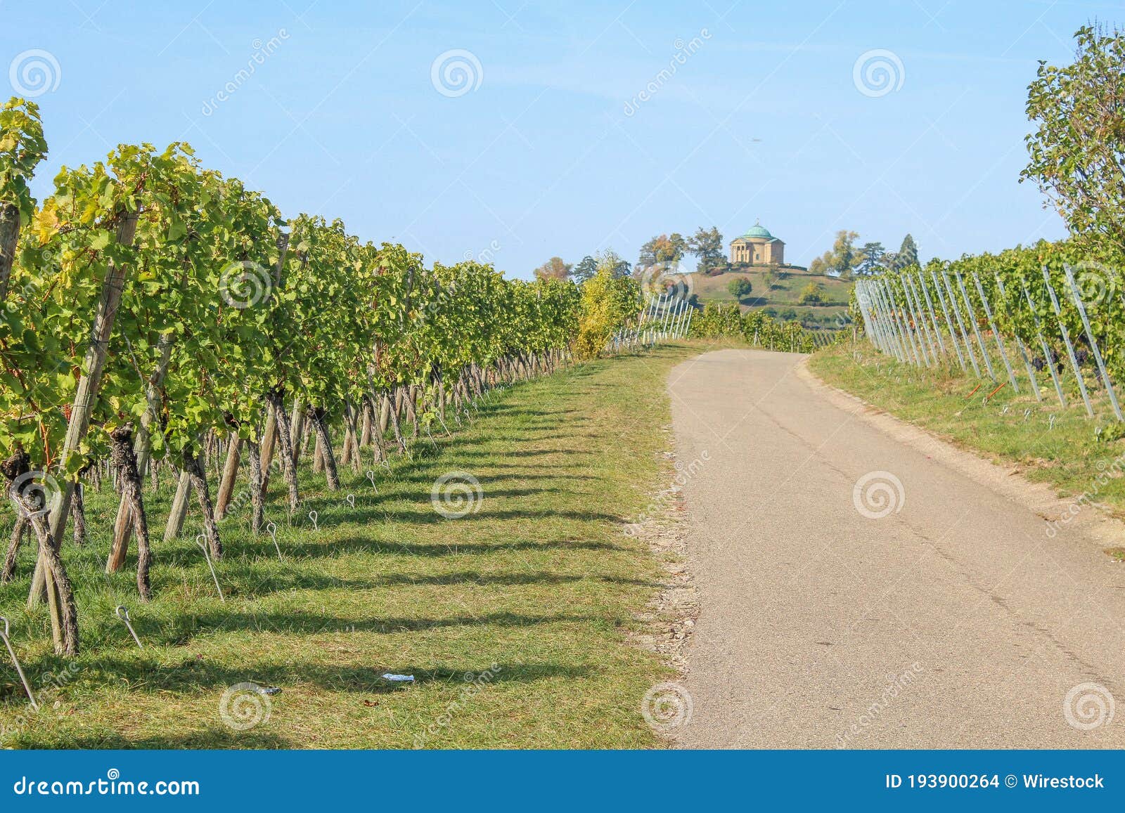 Beautiful Scenery of Grape Trees in the Vineyard Stock Photo - Image of ...
