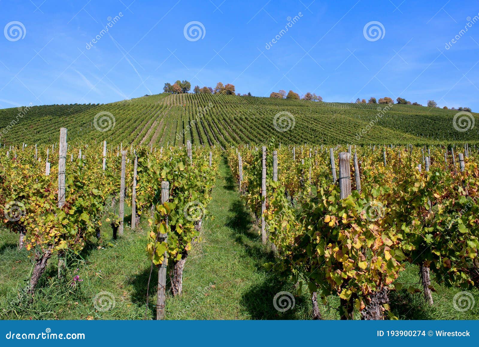 Beautiful Scenery of Grape Trees in the Vineyard Stock Photo - Image of ...