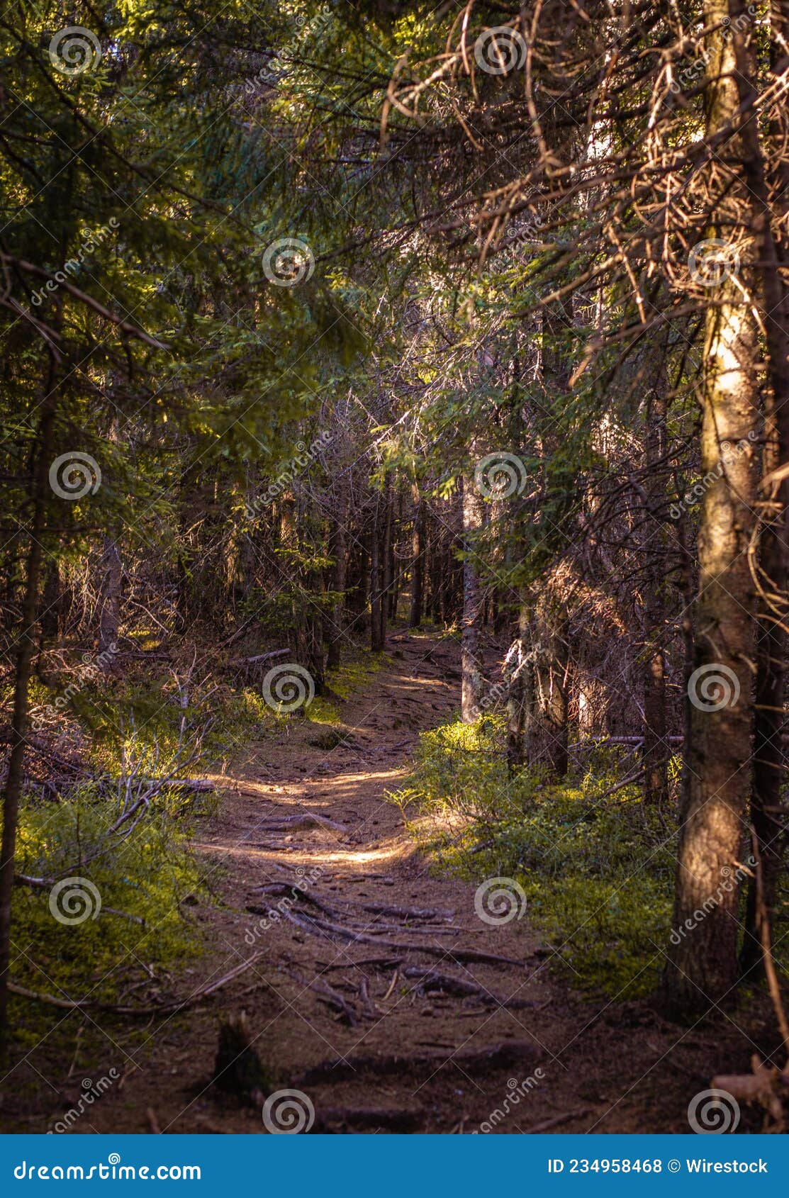 Beautiful Scenery of the Grass, Plants and Long Trees in a Forest Stock ...