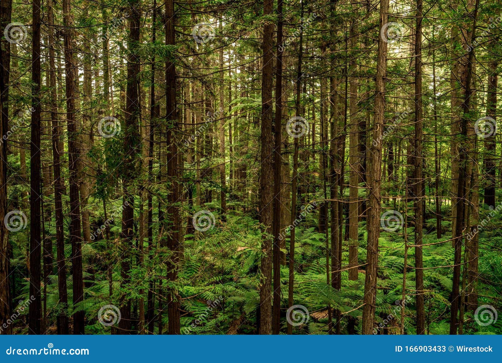 Beautiful Scenery of a Green Forest Full of Different Types of High ...