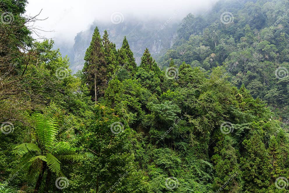 Beautiful Scenery Green Forest Stock Photo - Image of mountain ...