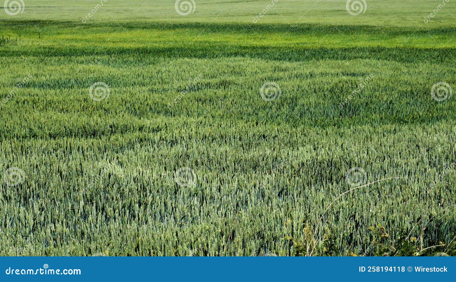 Beautiful Scenery of a Green Rye Field Stock Photo - Image of landscape ...
