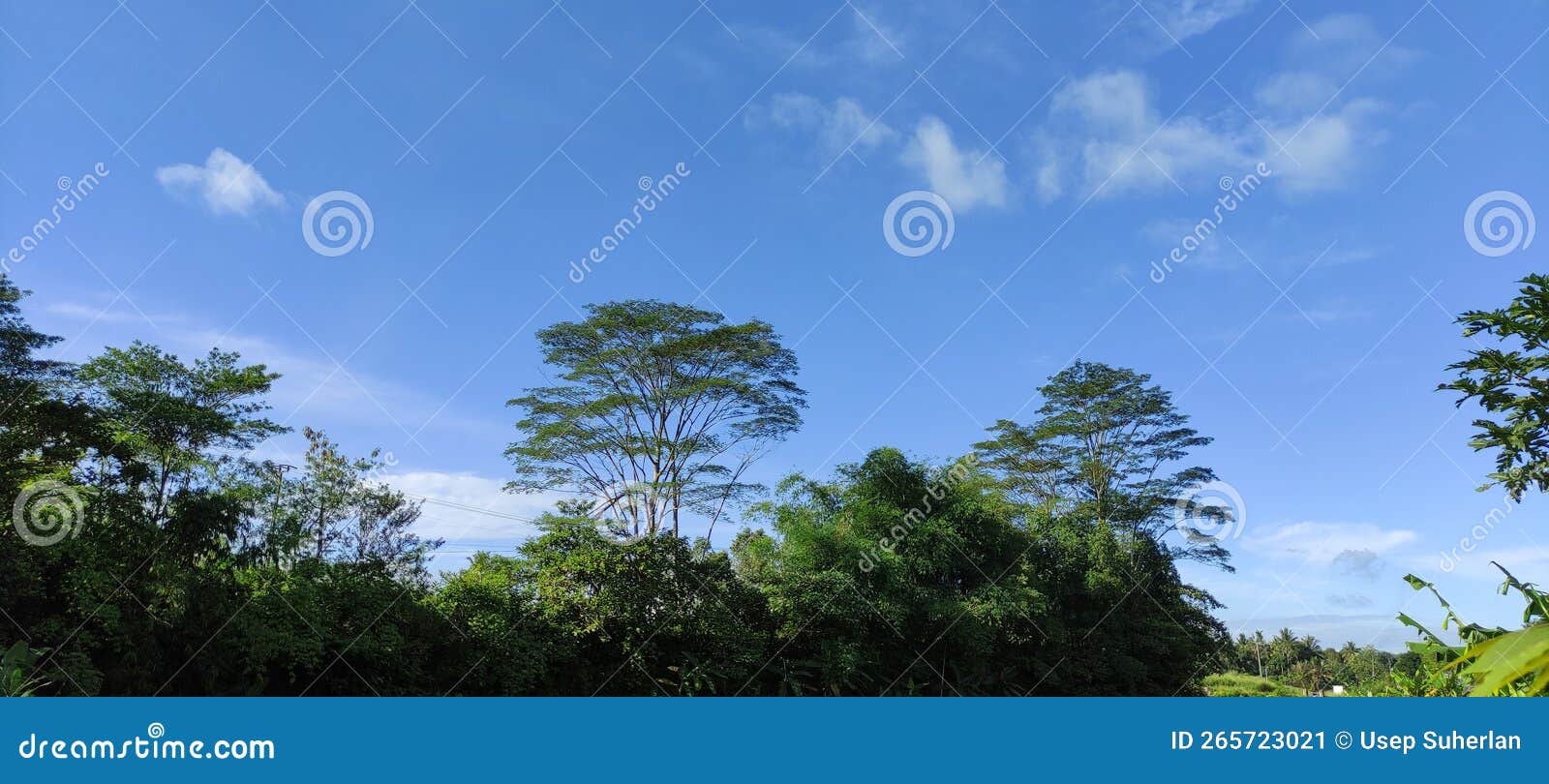 Beautiful Scenery with Green Tree and Blue Sky Stock Image - Image of ...