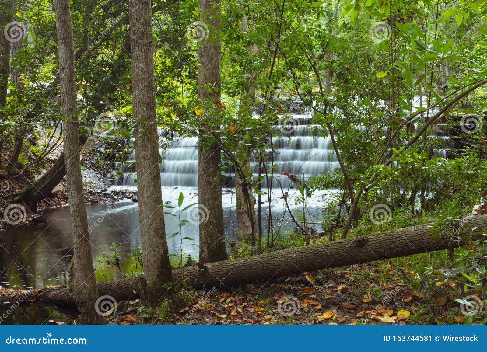 Beautiful Scenery of High Trees Near a Waterfall in the Forest during ...